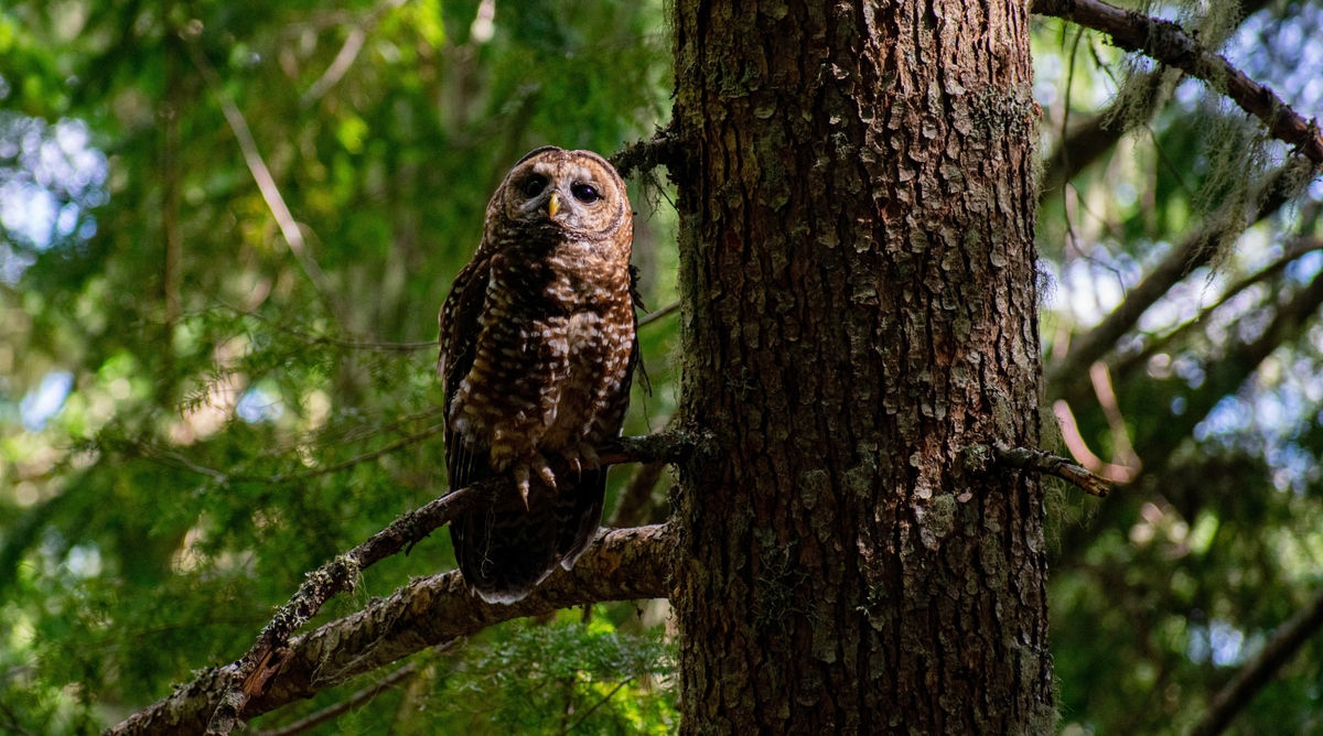 Return of the owl: a decades-long fight finally brings the ‘messenger ...