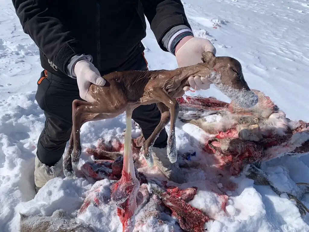 Mass Caribou Slaughter in Manitoba Sparks Outrage and Calls for Reform
