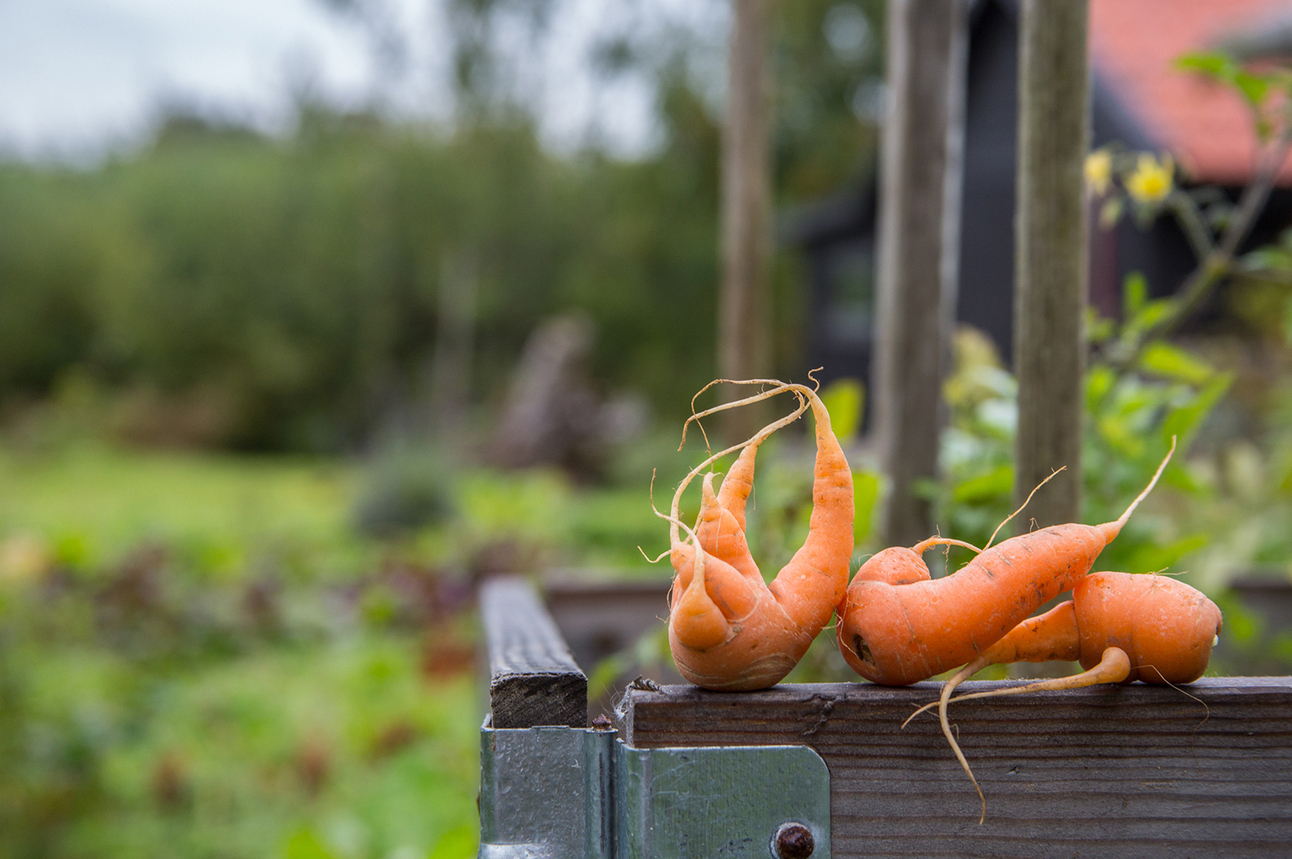 On-Farm Food Loss and the Future of Farming: Insights from Dr. Lisa Johnson