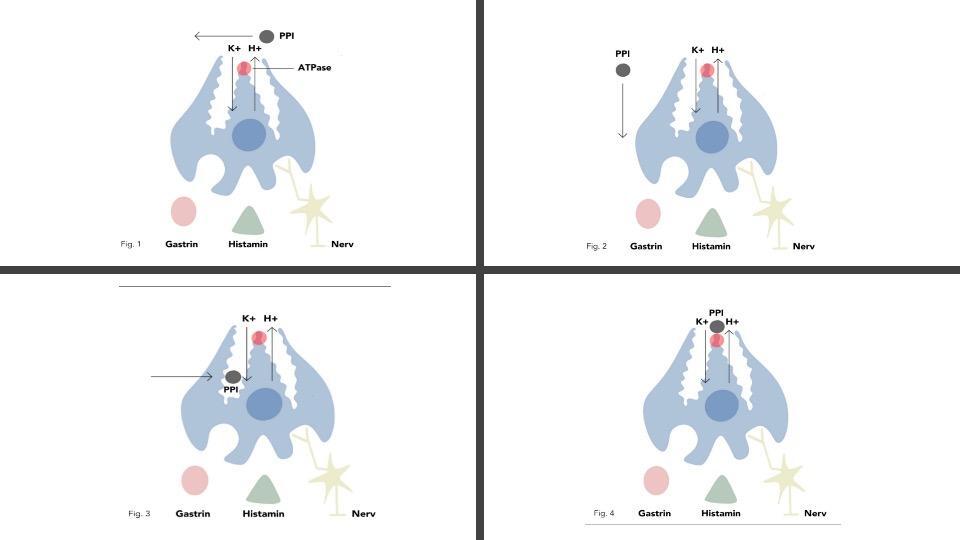 Mini-Review on Proton Pump Inhibitors PPI with Focus on their Mechanism ...