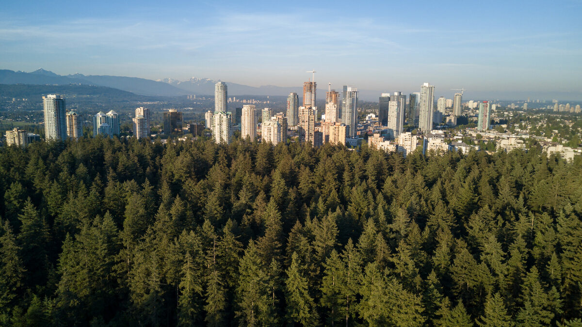 Trees please: is Burnaby experiencing ‘tree inequity’?