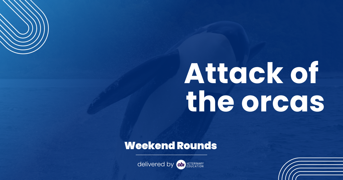 Attack of the orcas!