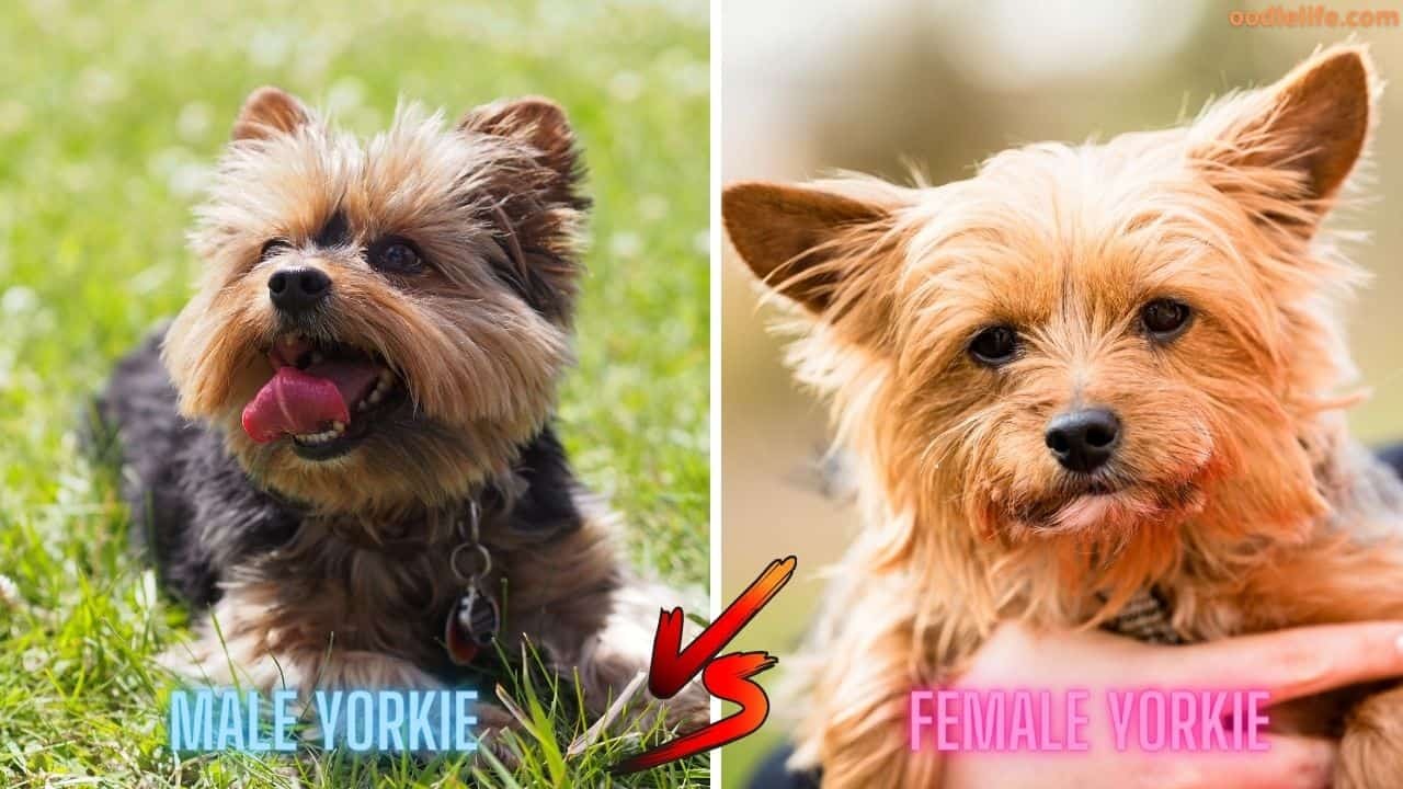 How to Potty Train a Yorkie?