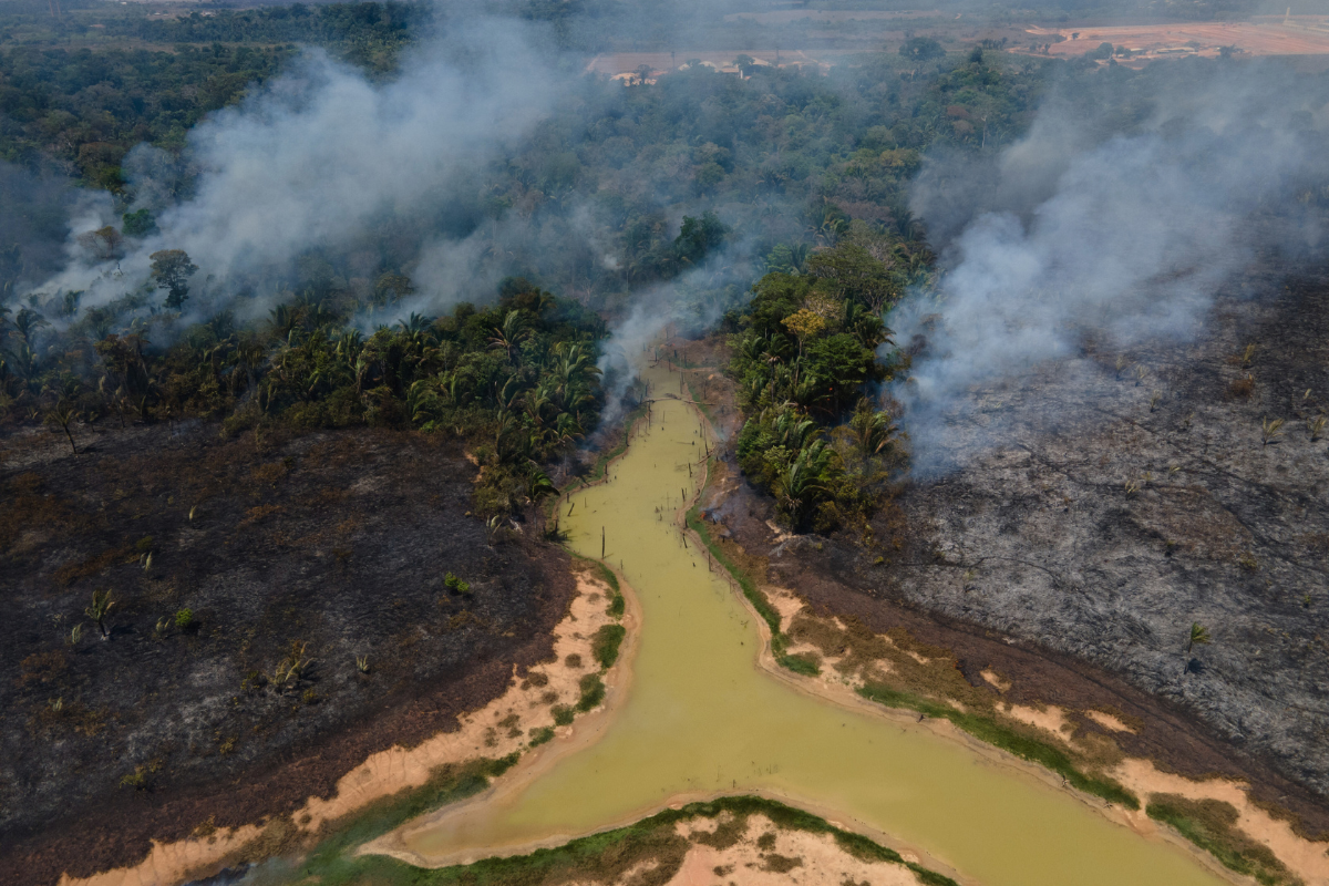 Protecting the Amazon is good business