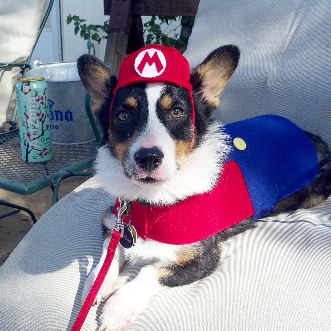 Howl-o-Ween Fun for Your Corgi 🎃