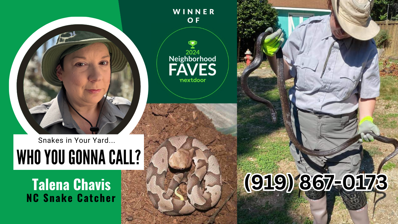 Cary Spotlight | NC Snake Catcher