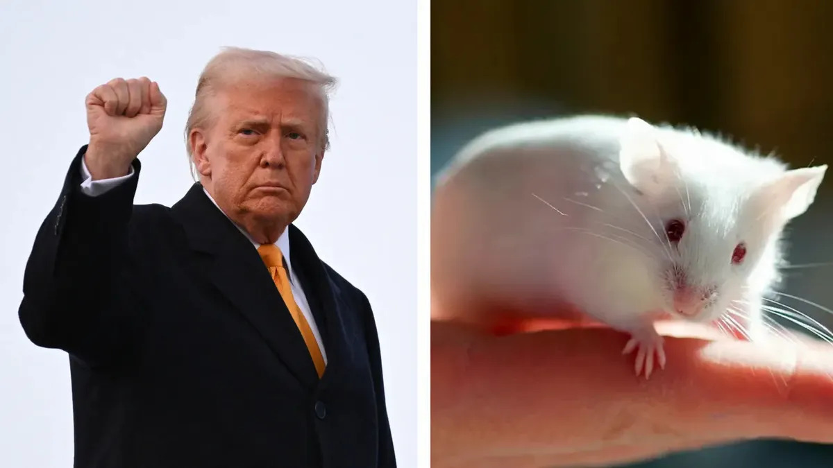 Trump & 'transgender mice,' alpaca farming and Facebook gray boxes