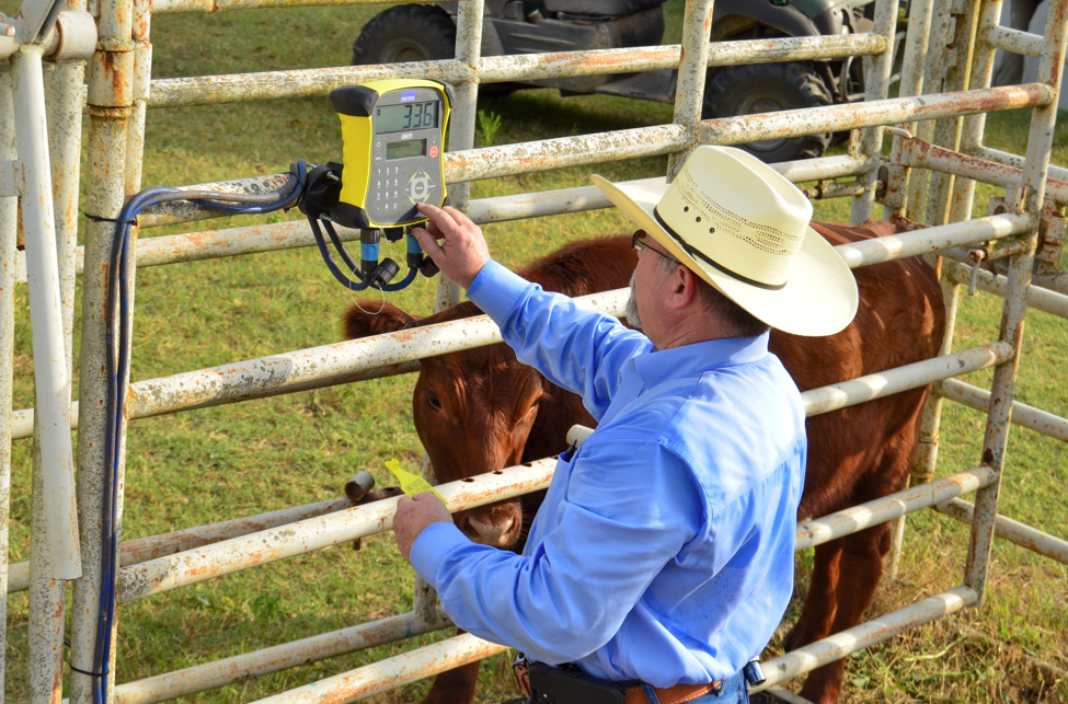 ⚖️ Getting More from Your Cattle Weights