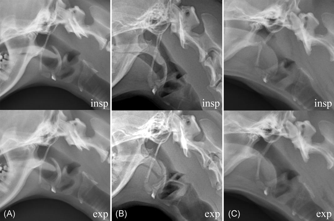 What is the relevance of nasopharyngeal collapse in canine radiography.