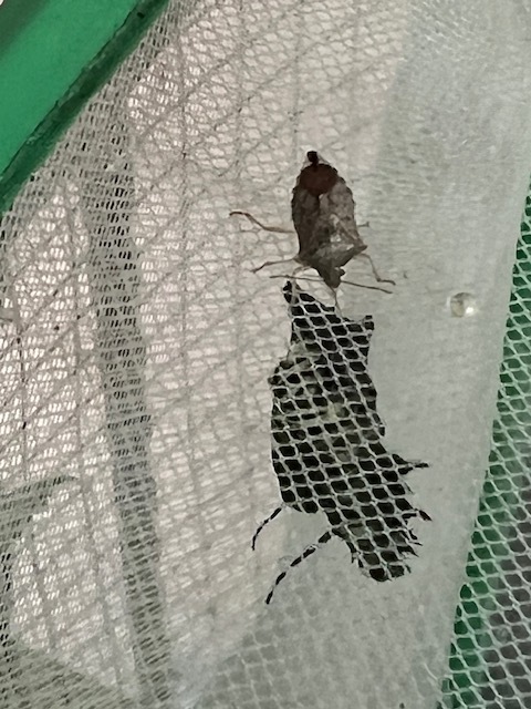 An UNEXPECTED Predator ☠️🐛