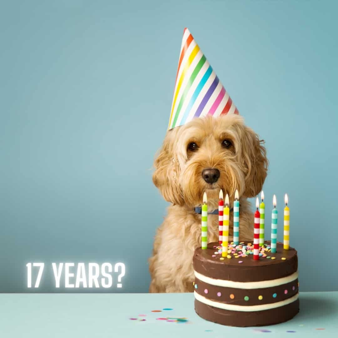 Cockapoo Lifespan – How Long Do Cockapoos Live?
