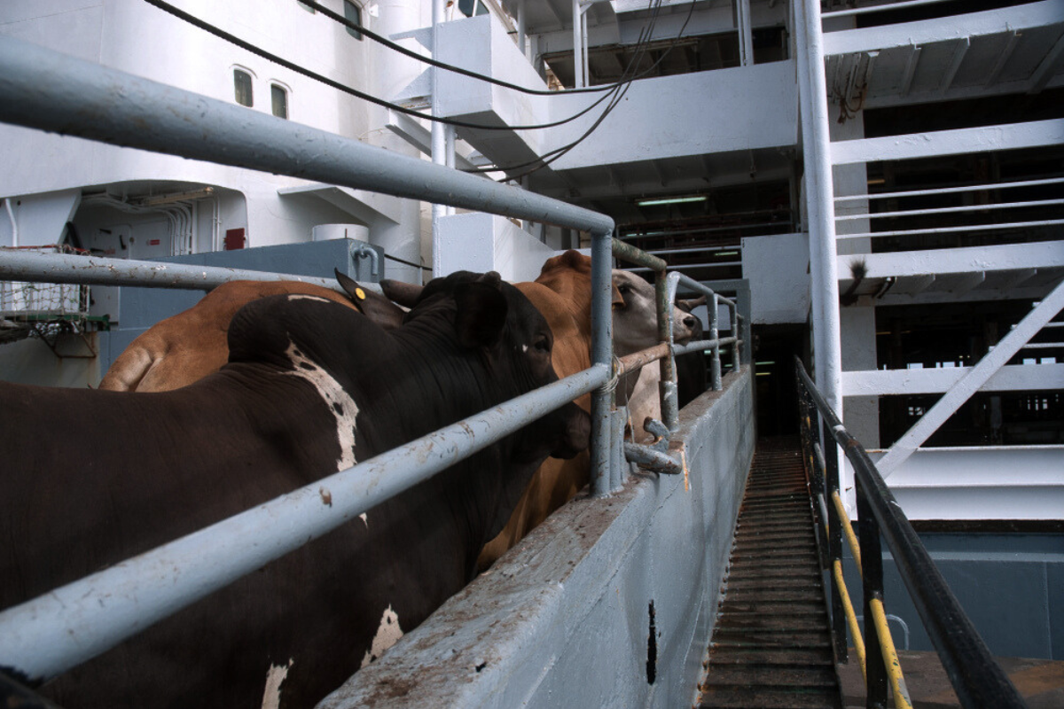 🚫 Live animal exports banned