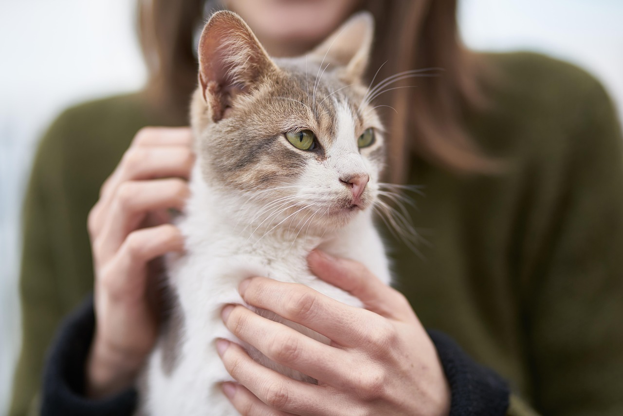 Who Do Cats Choose Favorites & How You Can Become It