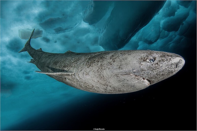 Diving with Greenland Sharks