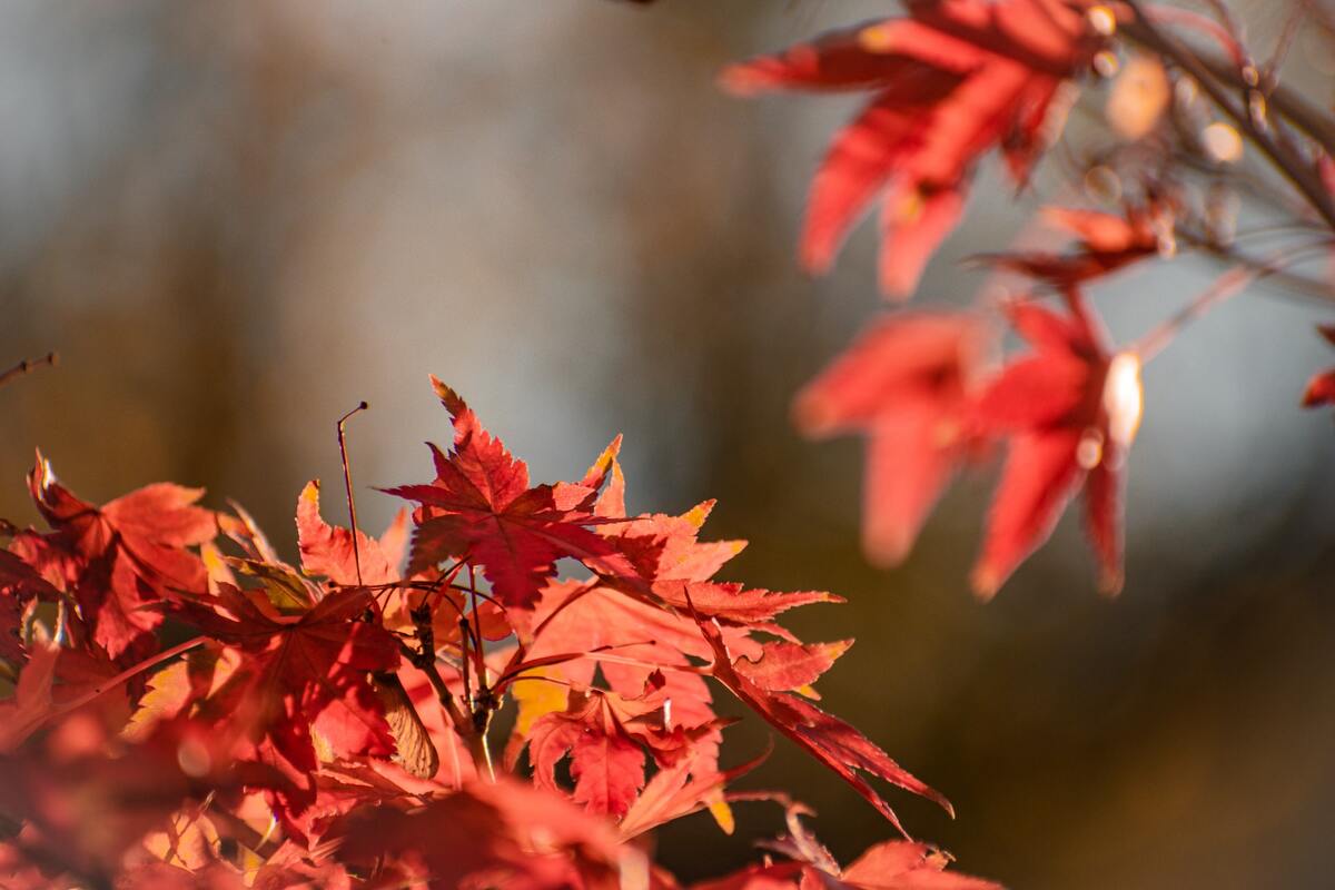 You can now buy a cheap tree under Stow's urban forestry campaign