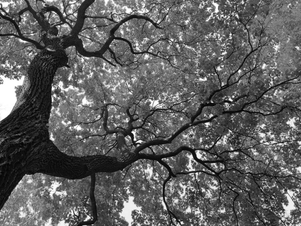 The Strategic Backbone Behind Brand Hierarchy Trees