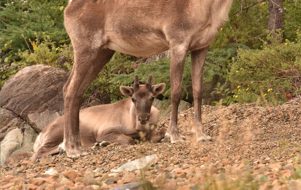 81 Bears and 14 Wolves Killed in Alaska to Help Caribou Calves