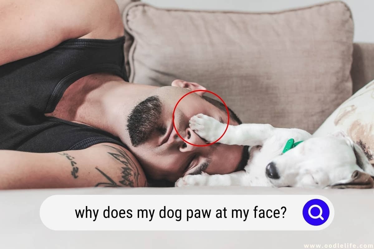 Why Does My Dog Paw at My Face? (Explained)
