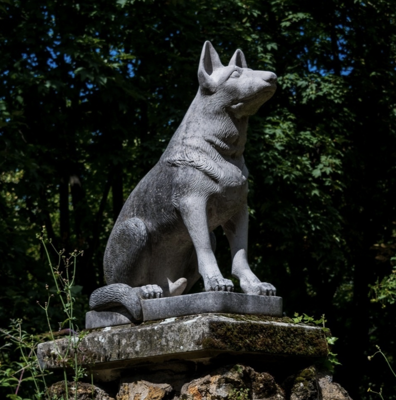 🐶 ️🐶 What is the life story of famous pup Rin Tin Tin? 🐶 ️🐶