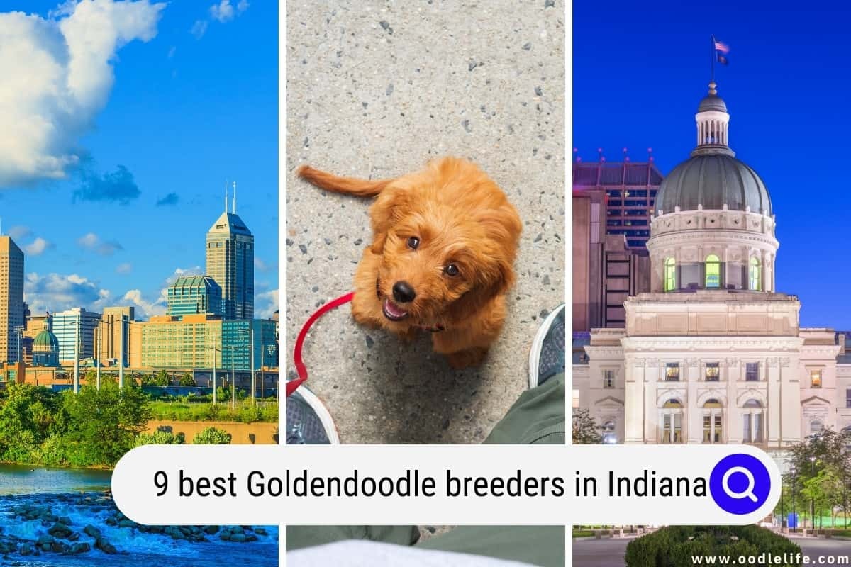 9 Best Goldendoodle Breeders in Indiana (2024)