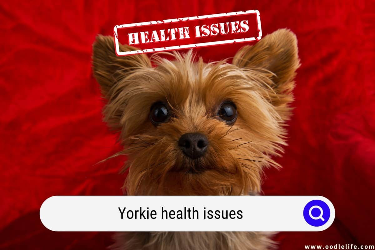 Yorkie Health Issues