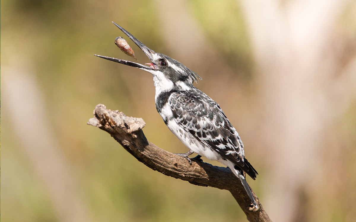 A Few Thoughts on Exposure in Bird Photography