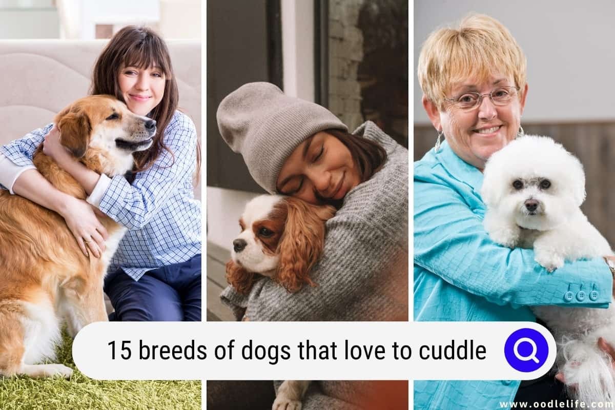 15 Breeds of Dogs That LOVE To Cuddle (+ Photos)