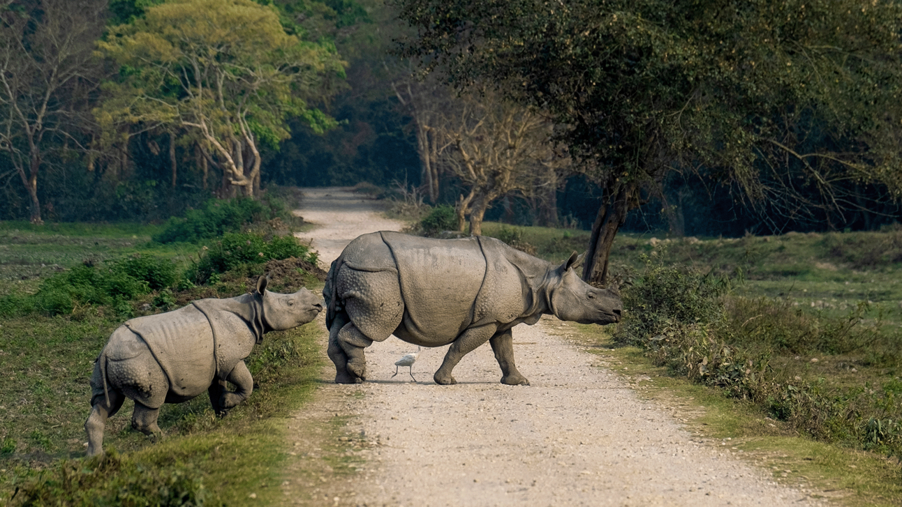 State In India Sees Rhino Population Grow Fivefold