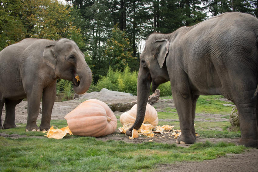 Elephants at the Oregon Zoo Enjoy an Annual Smashing of Giant Pumpkins