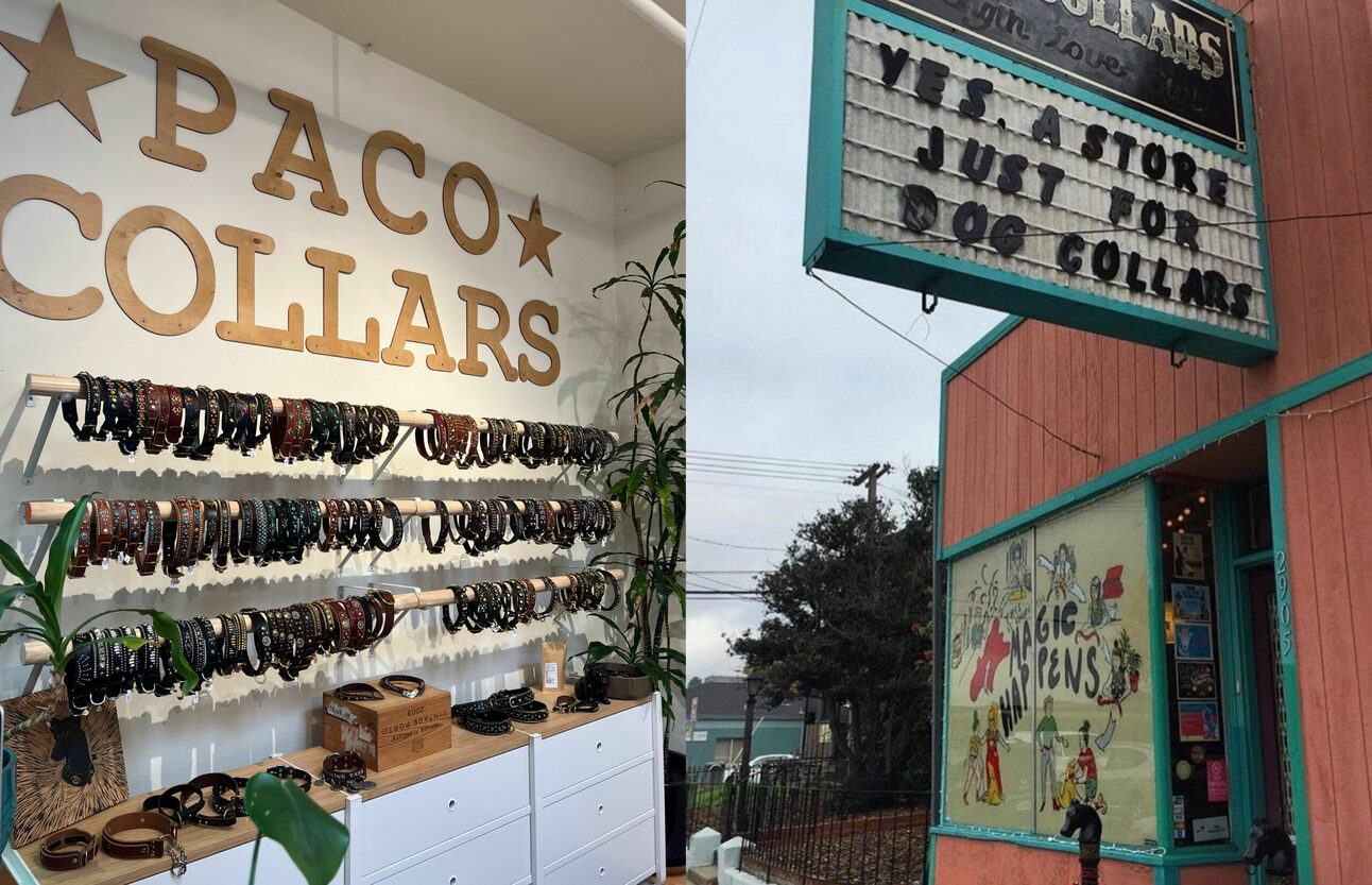 Beloved Berkeley Business, Paco Collars, Comes Home