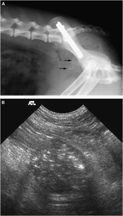 What does prostatic mineralization on canine radiographs mean?