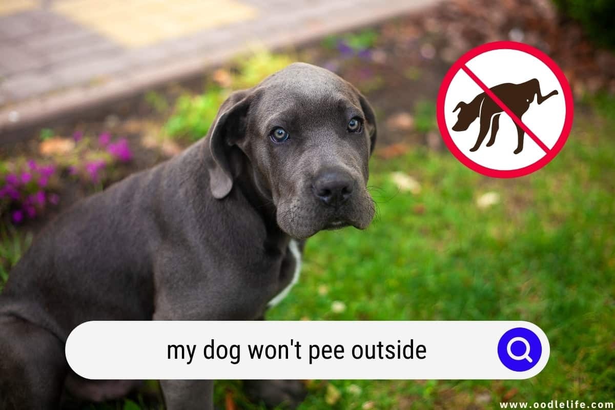 Dog Wont Pee Outside