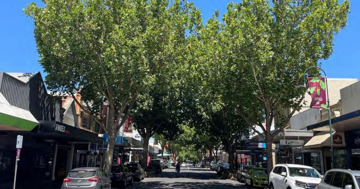 Plane trees will blind a weary council: 25 established trees to be ...