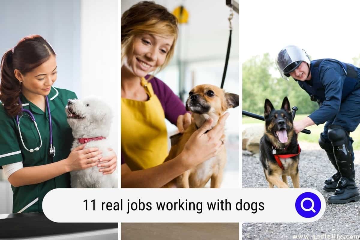 11 Real Jobs Working with Dogs (2024)