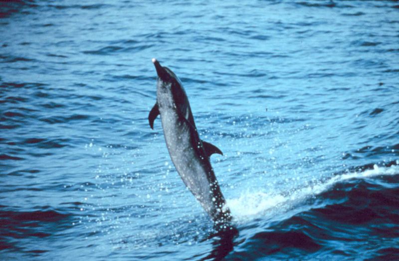 Rare Dolphin Encounters of 2026: Risso’s, Pantropical Spotted & More