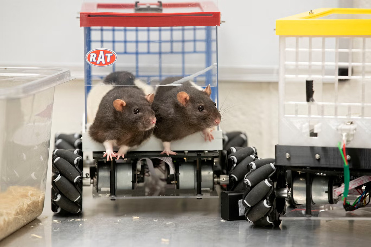 Chimps and Tiny Rat Cars