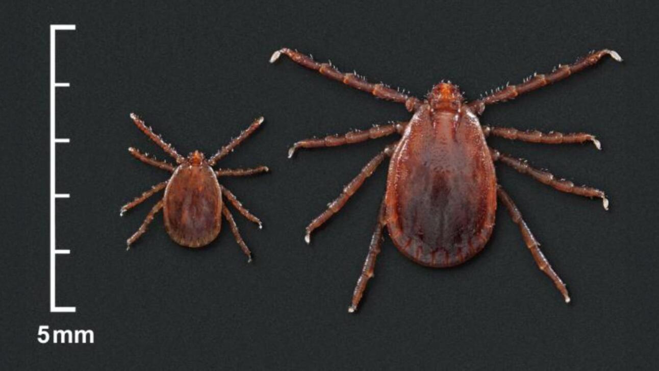 ⚡️ Invasive Ticks Found, Teachers Rally