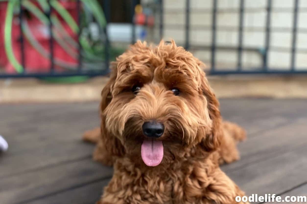 Do Labradoodles Shed? Labradoodle Shedding Guide