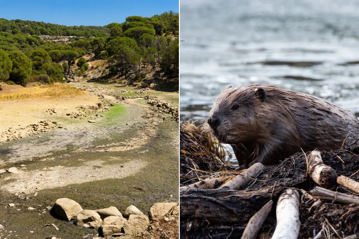 Beavers were brought to the desert to save a dying river. 6 years later ...