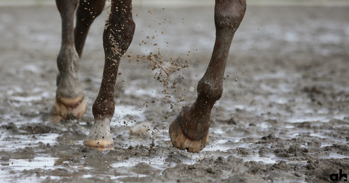 How To Treat Rain Rot On Horses: A Helpful Guide