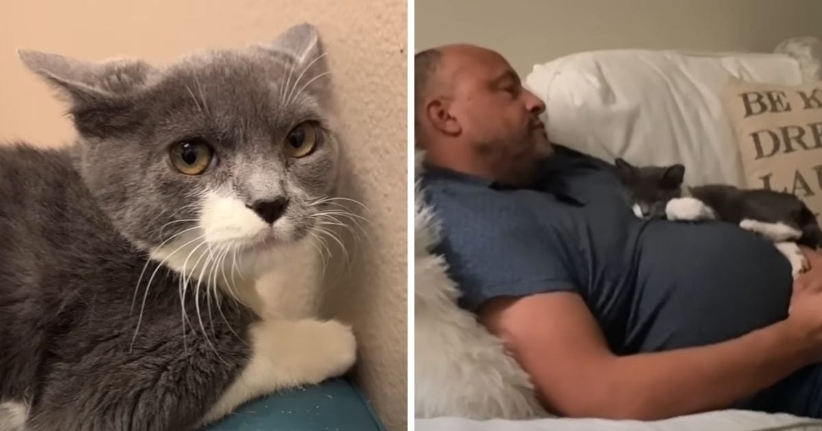 "Mean" Rescue Cat Does 180 With New Dad