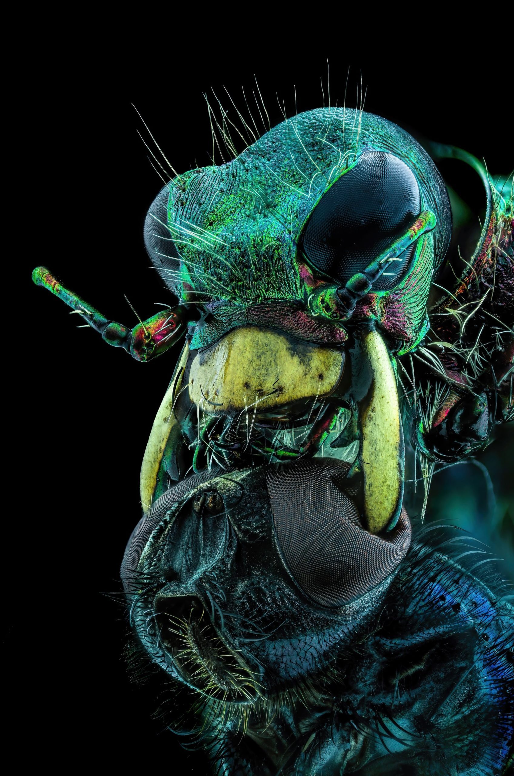 Amazing Winners from the 2022 Small World Microphotography Contest
