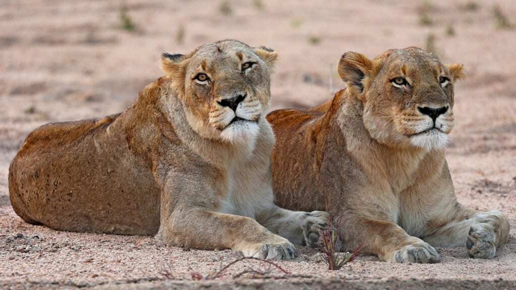 6 Facts You Probably Did Not Know About Lions