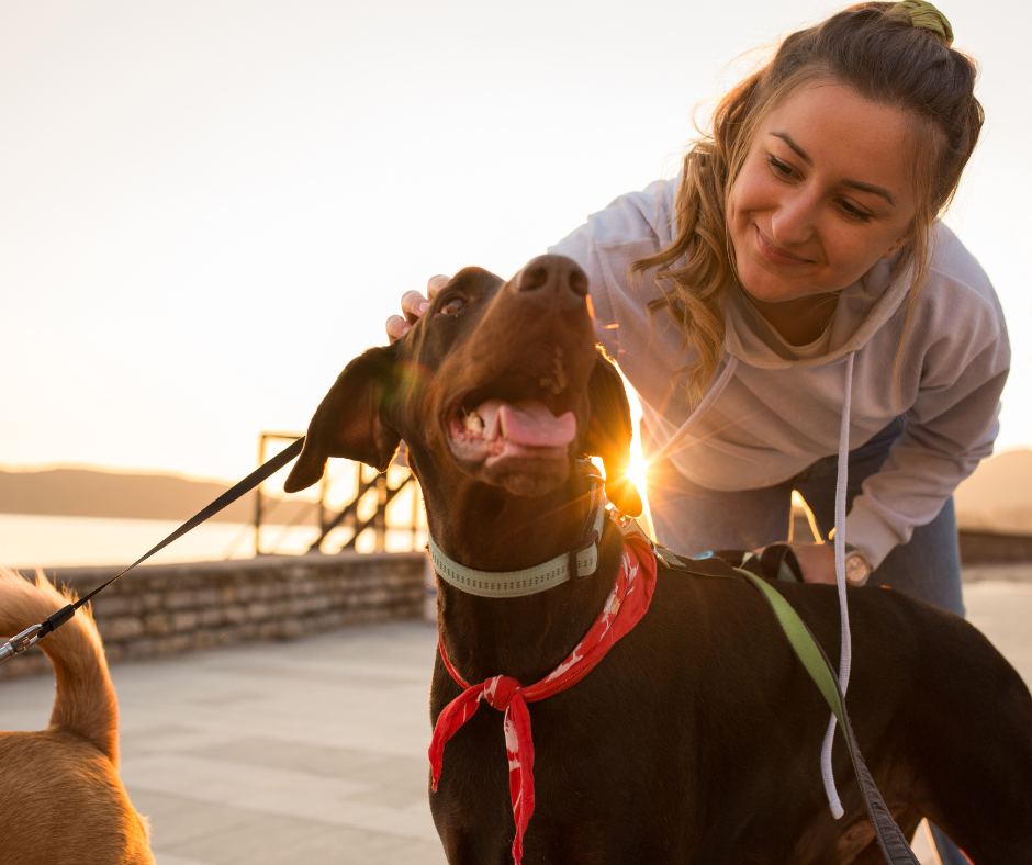 How to Get Dog Walking Clients: Tips for Aspiring Dog Walkers