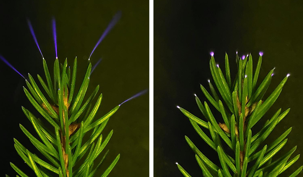 No aliens for Boyajian’s Star, and trees reach up to connect ...