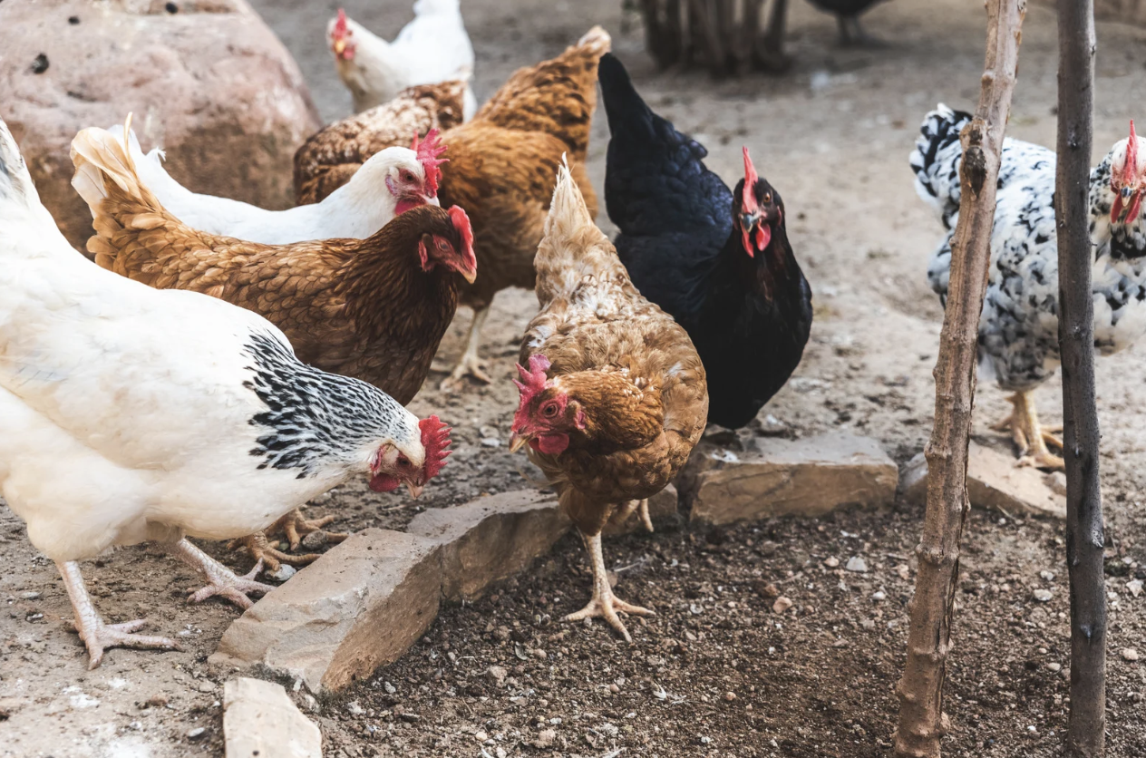 Bird Flu Updates: What It Means for Your Family