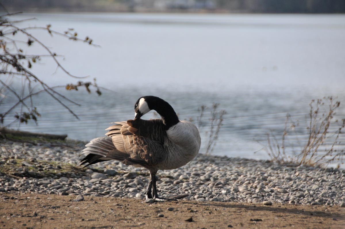 The CRD finds a solution to Canadian geese overpopulation