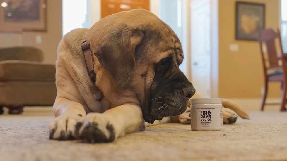 The Big Damn Dog Co.’s Giant Breed Hip & Joint Supplement Review