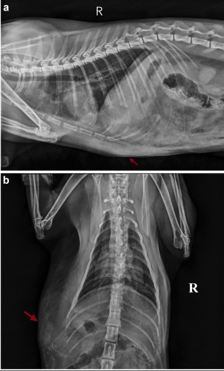 New Feline Surgery Study Reveals High Recovery Rates Despite Post-Op Risks