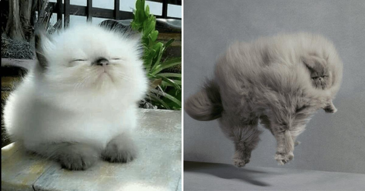 30+ Adorable Balls of Floofy Kitty Cats To Brighten Your Day